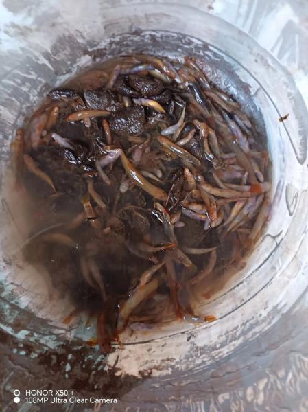 酸木瓜煮鱼怎么做_酸木瓜煮鱼的做法大全-第2张图片-山城妙识