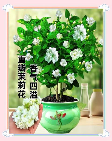 茉莉花可以放在卧室养吗_茉莉花卧室养护注意事项-第1张图片-山城妙识