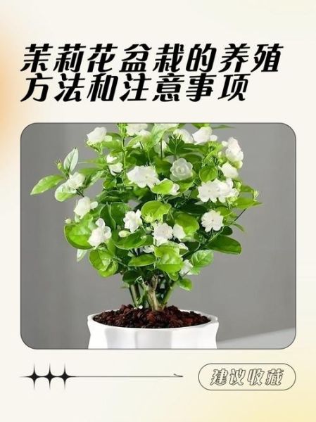 茉莉花可以放在卧室养吗_茉莉花卧室养护注意事项-第2张图片-山城妙识