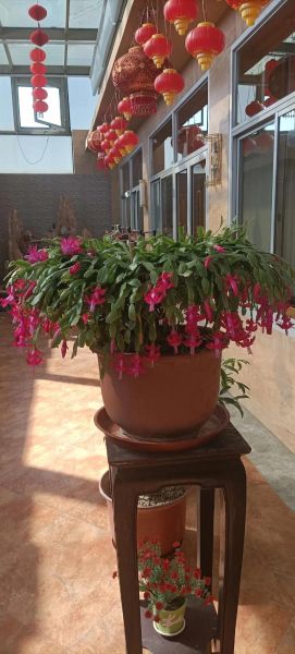 蟹爪兰养了30年图片_如何让蟹爪兰年年爆花-第1张图片-山城妙识