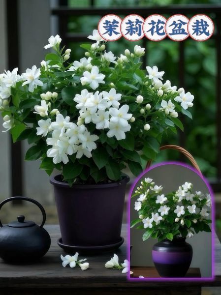 茉莉花可以放在卧室养吗_茉莉花卧室养护注意事项-第3张图片-山城妙识