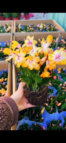 蟹爪兰养了30年图片_如何让蟹爪兰年年爆花-第3张图片-山城妙识