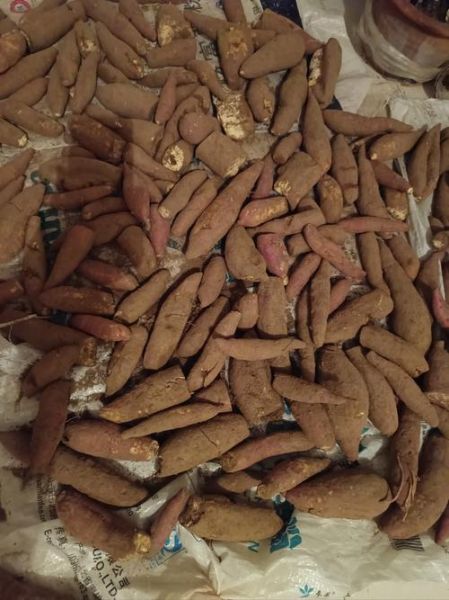 白薯怎么保存不发芽_白薯发芽还能吃吗-第2张图片-山城妙识