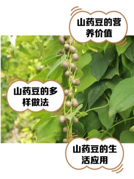 麻山药豆的功效与作用_麻山药豆怎么吃最好-第1张图片-山城妙识