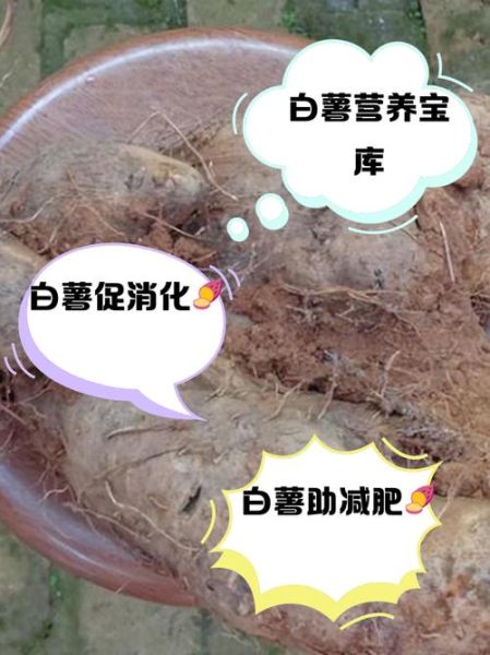 白薯怎么保存不发芽_白薯发芽还能吃吗-第3张图片-山城妙识
