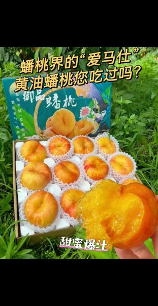 黄蟠桃的功效与作用_黄蟠桃的营养价值-第1张图片-山城妙识