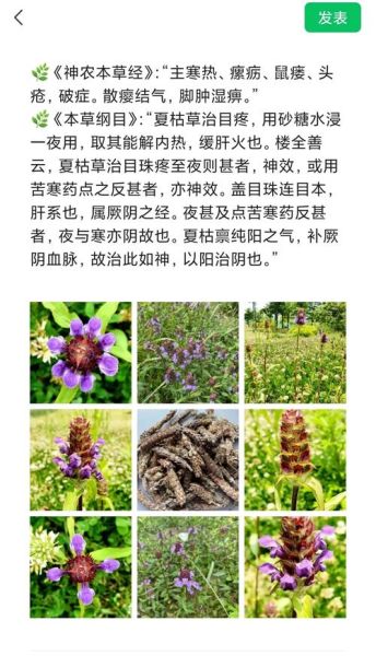 夏枯草的功效与作用及副作用_夏枯草能长期喝吗-第1张图片-山城妙识 夏枯草的功效与作用及副作用_夏枯草能长期喝吗-第1张图片-山城妙识