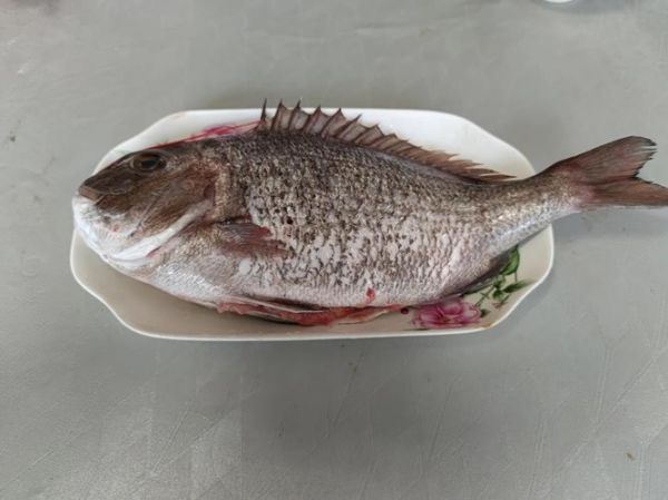 海鱼图片大全_高清海鱼图片怎么找-第3张图片-山城妙识