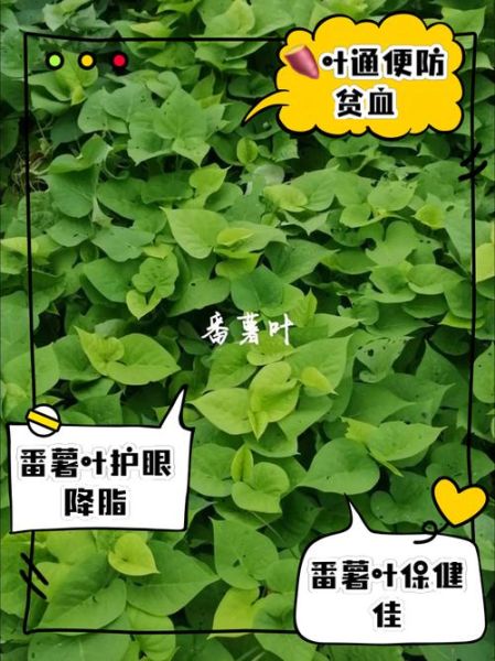 地瓜叶的营养价值_地瓜叶的功效与作用-第2张图片-山城妙识 地瓜叶的营养价值_地瓜叶的功效与作用-第2张图片-山城妙识