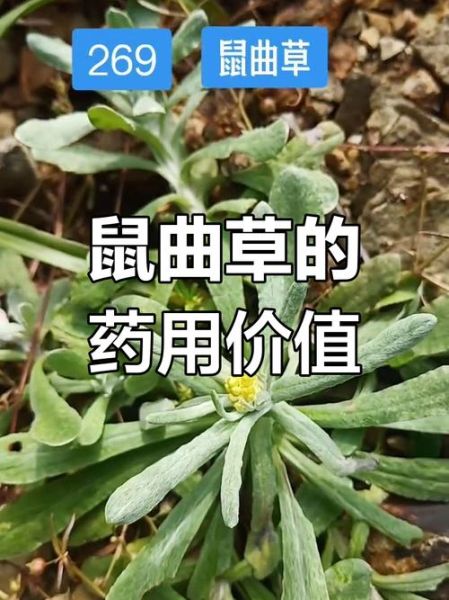 鼠曲草什么人不能吃_鼠曲草与哪些药物相克-第1张图片-山城妙识 鼠曲草什么人不能吃_鼠曲草与哪些药物相克-第1张图片-山城妙识