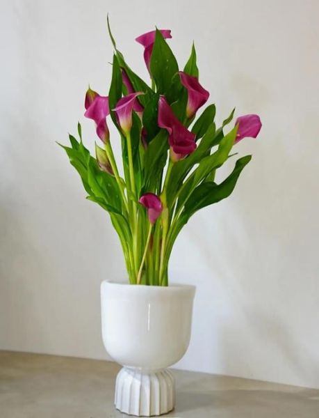 进口马蹄莲怎么养_进口马蹄莲多久开花-第2张图片-山城妙识