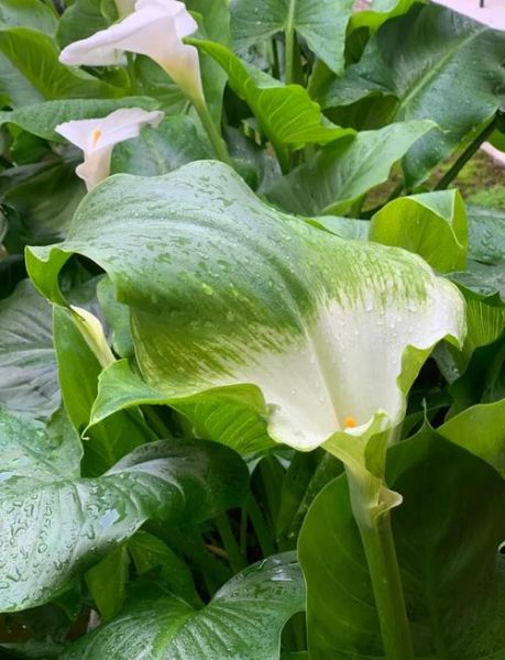 进口马蹄莲怎么养_进口马蹄莲多久开花-第3张图片-山城妙识