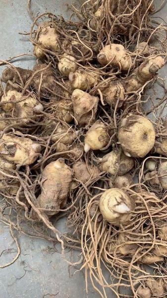 种植黄精一亩利润是多少_黄精种植成本与收益分析-第1张图片-山城妙识 种植黄精一亩利润是多少_黄精种植成本与收益分析-第1张图片-山城妙识