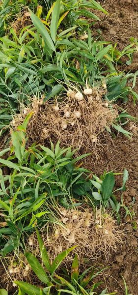 种植黄精一亩利润是多少_黄精种植成本与收益分析-第3张图片-山城妙识 种植黄精一亩利润是多少_黄精种植成本与收益分析-第3张图片-山城妙识