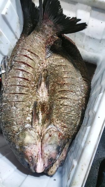 丹江口水库300斤大青鱼_真的存在吗-第3张图片-山城妙识 丹江口水库300斤大青鱼_真的存在吗-第3张图片-山城妙识