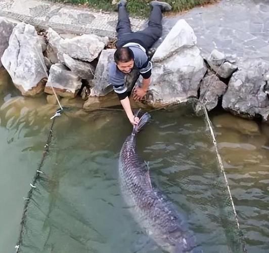 丹江口水库300斤大青鱼_真的存在吗-第2张图片-山城妙识 丹江口水库300斤大青鱼_真的存在吗-第2张图片-山城妙识