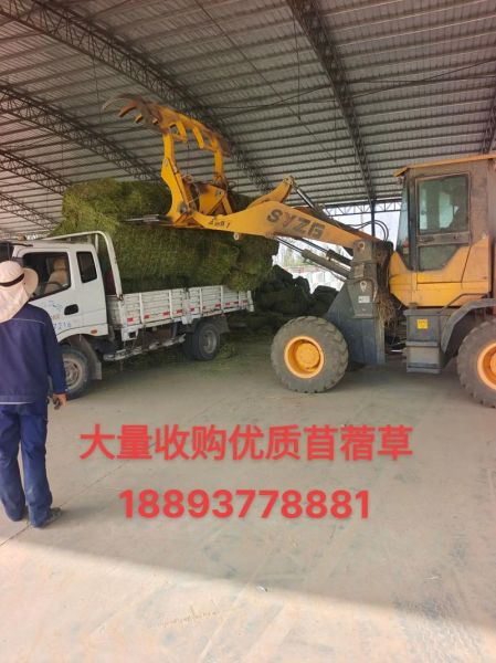 苜蓿草价格多少钱一吨_苜蓿草价格为什么波动大-第2张图片-山城妙识 苜蓿草价格多少钱一吨_苜蓿草价格为什么波动大-第2张图片-山城妙识