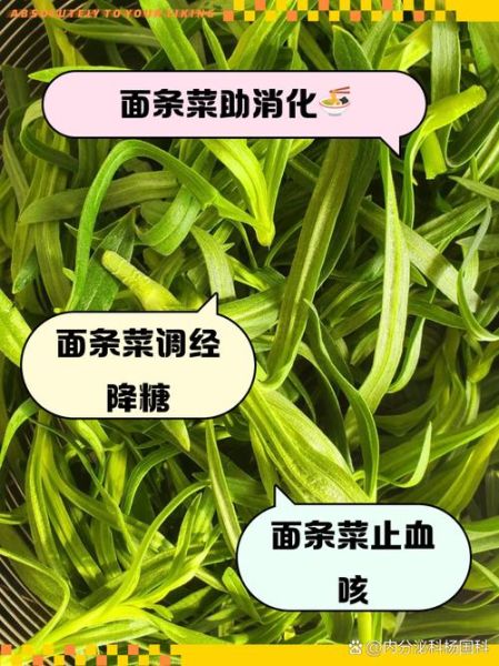 面条菜的功效与禁忌_面条菜什么人不能吃-第1张图片-山城妙识 面条菜的功效与禁忌_面条菜什么人不能吃-第1张图片-山城妙识
