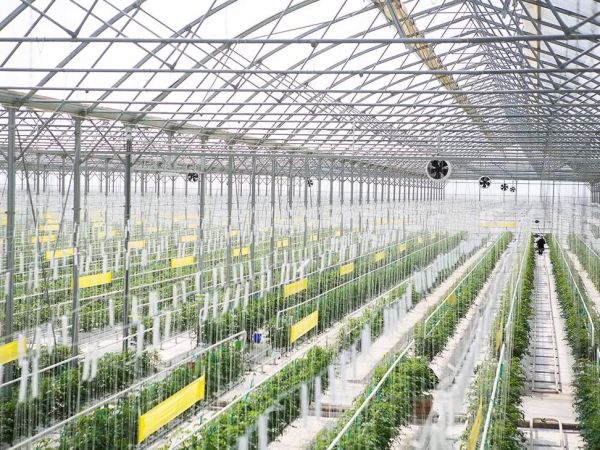 蔬菜大棚建设多少钱_蔬菜大棚怎么建最省钱-第1张图片-山城妙识 蔬菜大棚建设多少钱_蔬菜大棚怎么建最省钱-第1张图片-山城妙识