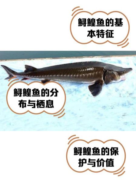 鲟鱼养殖利润怎么样_鲟鱼养殖成本与利润分析-第2张图片-山城妙识