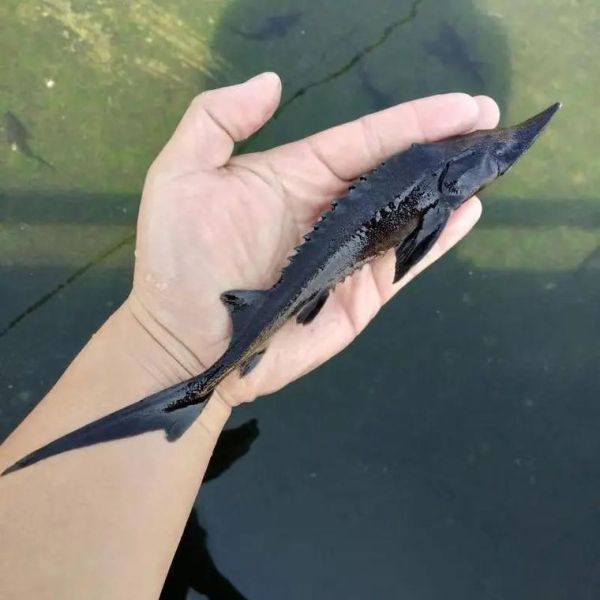 鲟鱼养殖利润怎么样_鲟鱼养殖成本与利润分析-第3张图片-山城妙识