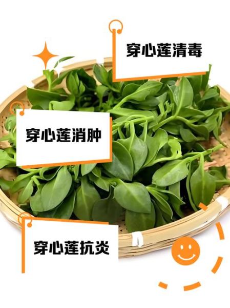 长期吃穿心莲副作用_穿心莲长期吃安全吗-第1张图片-山城妙识