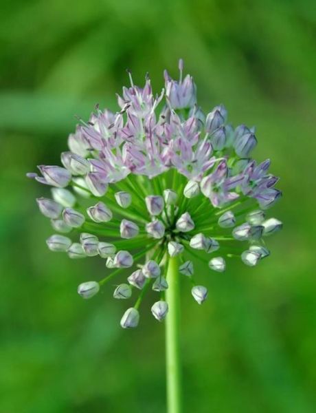 山韭菜和野韭菜的区别_怎么分辨山韭菜和野韭菜-第1张图片-山城妙识