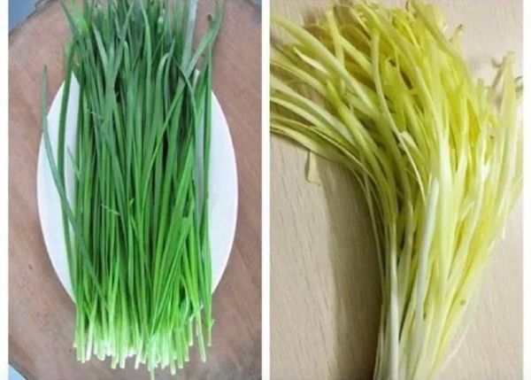 山韭菜和野韭菜的区别_怎么分辨山韭菜和野韭菜-第3张图片-山城妙识