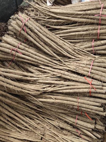 牛蒡根长什么样_如何辨别真假牛蒡根-第3张图片-山城妙识