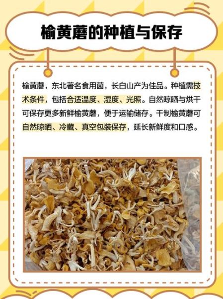 榆黄蘑高效栽培技术_如何提升产量与品质-第1张图片-山城妙识 榆黄蘑高效栽培技术_如何提升产量与品质-第1张图片-山城妙识