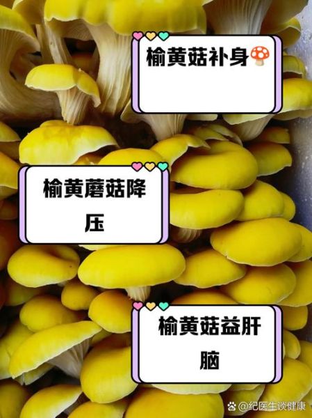 榆黄蘑高效栽培技术_如何提升产量与品质-第2张图片-山城妙识 榆黄蘑高效栽培技术_如何提升产量与品质-第2张图片-山城妙识