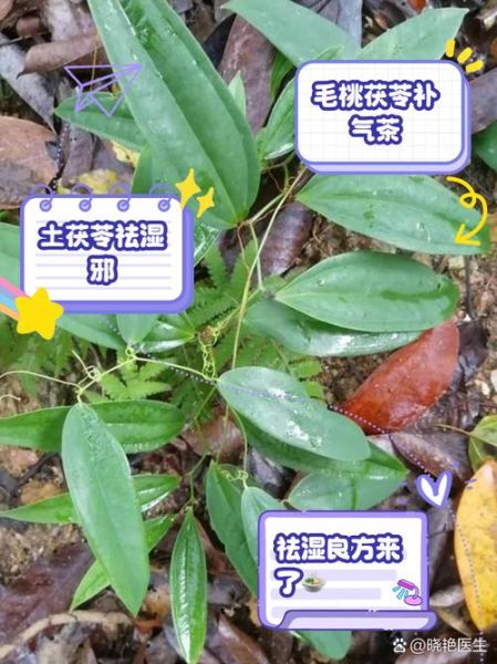 土茯苓的功效与作用及副作用_土茯苓可以长期吃吗-第3张图片-山城妙识 土茯苓的功效与作用及副作用_土茯苓可以长期吃吗-第3张图片-山城妙识