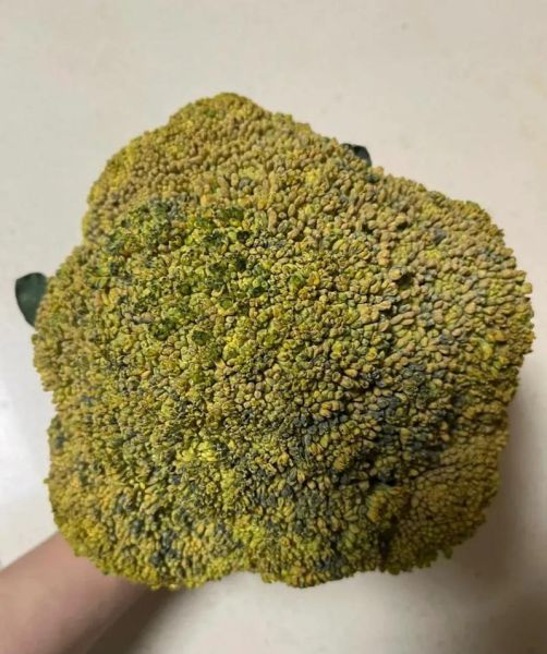 西兰花出黄籽还能吃吗_西兰花变黄了怎么处理-第1张图片-山城妙识 西兰花出黄籽还能吃吗_西兰花变黄了怎么处理-第1张图片-山城妙识