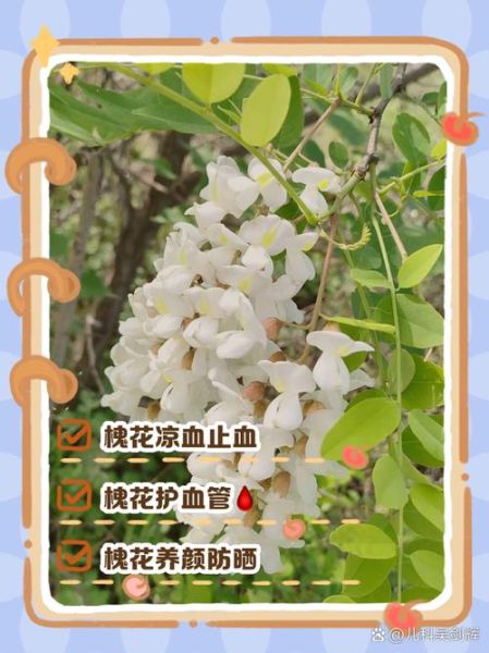 洋槐花的功效与作用_洋槐花怎么吃最养生-第2张图片-山城妙识 洋槐花的功效与作用_洋槐花怎么吃最养生-第2张图片-山城妙识