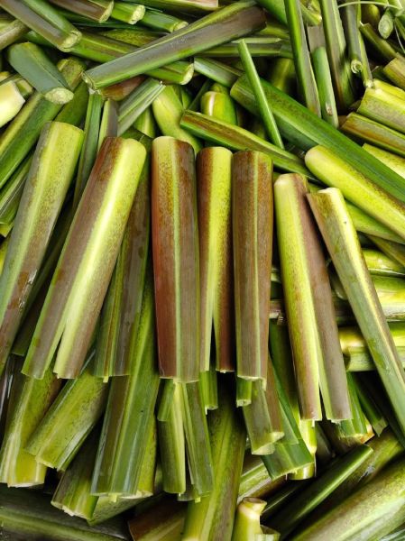 茭白多少钱一斤_茭白价格走势-第2张图片-山城妙识