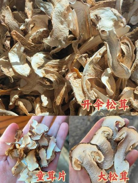 干松茸图片大全_干松茸怎么辨别真假-第1张图片-山城妙识
