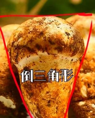 干松茸图片大全_干松茸怎么辨别真假-第2张图片-山城妙识