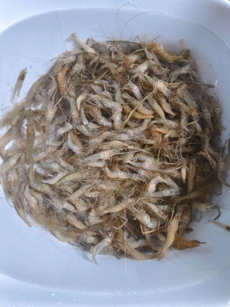 香辣小河虾怎么做_香辣小河虾的做法步骤-第2张图片-山城妙识