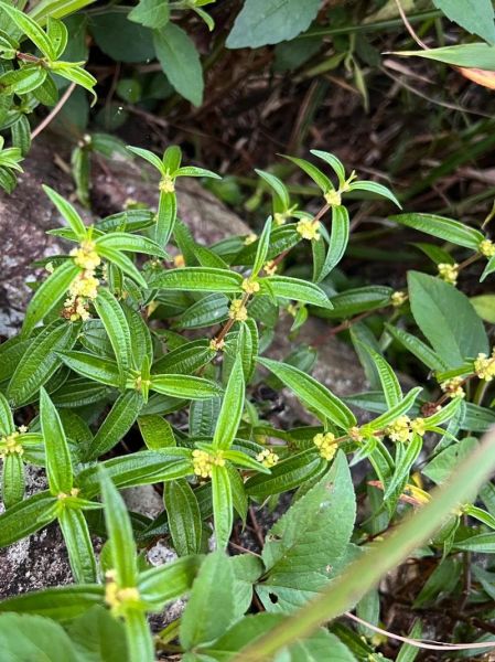 糯米团植物怎么养_糯米团植物有毒吗-第3张图片-山城妙识