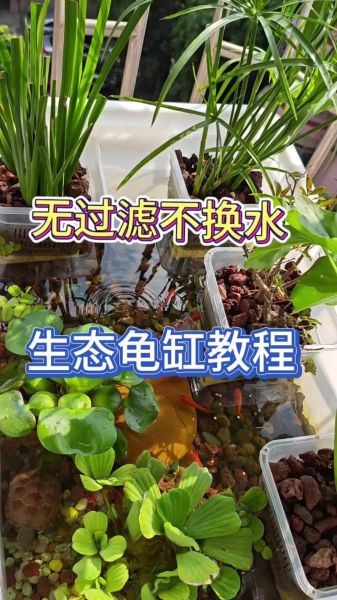 乌龟一直扒拉缸是为什么_乌龟一直扒拉缸怎么办-第1张图片-山城妙识 乌龟一直扒拉缸是为什么_乌龟一直扒拉缸怎么办-第1张图片-山城妙识