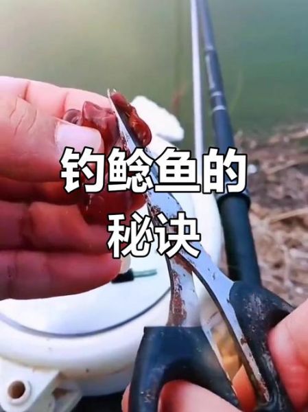 鸡肝钓鲶鱼怎么挂钩_鸡肝钓鲶鱼用几号钩-第1张图片-山城妙识