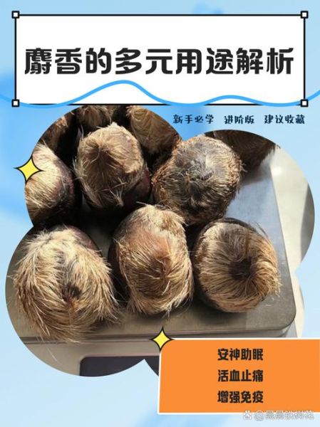 麝香多少钱一克纯天然_如何辨别真假-第1张图片-山城妙识 麝香多少钱一克纯天然_如何辨别真假-第1张图片-山城妙识