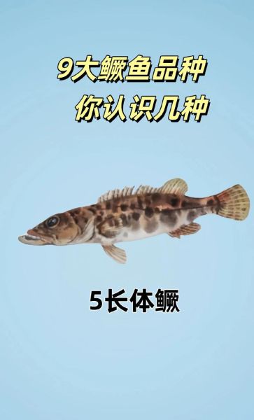 鳜鱼品种大全图_常见鳜鱼种类有哪些-第1张图片-山城妙识