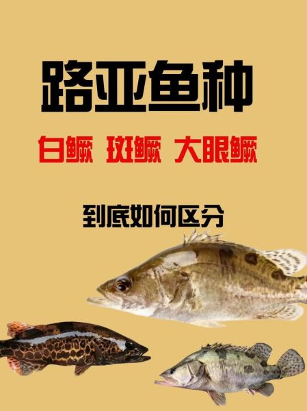 鳜鱼品种大全图_常见鳜鱼种类有哪些-第3张图片-山城妙识