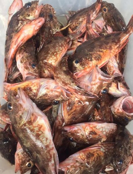 石九公多少钱一斤_石九公价格行情-第1张图片-山城妙识 石九公多少钱一斤_石九公价格行情-第1张图片-山城妙识