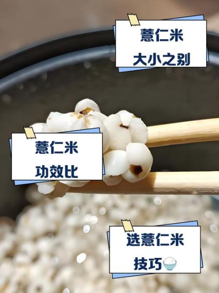 大薏仁米和小薏仁米的区别_功效对比哪个好-第2张图片-山城妙识 大薏仁米和小薏仁米的区别_功效对比哪个好-第2张图片-山城妙识
