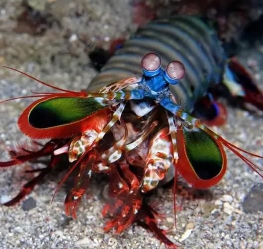 雀尾螳螂虾打碎鱼缸_雀尾螳螂虾攻击力有多强-第1张图片-山城妙识 雀尾螳螂虾打碎鱼缸_雀尾螳螂虾攻击力有多强-第1张图片-山城妙识