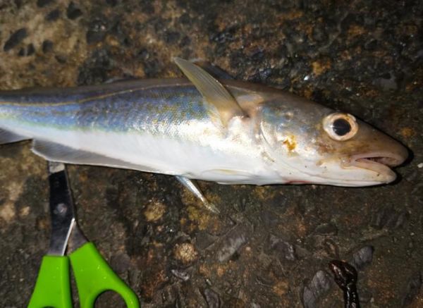 银鳕鱼用什么饵料钓_银鳕鱼钓法技巧-第2张图片-山城妙识 银鳕鱼用什么饵料钓_银鳕鱼钓法技巧-第2张图片-山城妙识