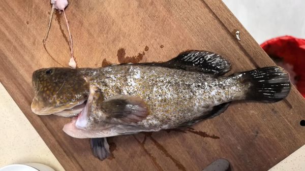 红斑鱼多少钱一斤_红斑鱼图片大全-第3张图片-山城妙识