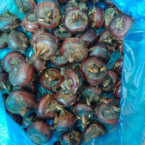 马蹄是什么币_马蹄币怎么买-第1张图片-山城妙识